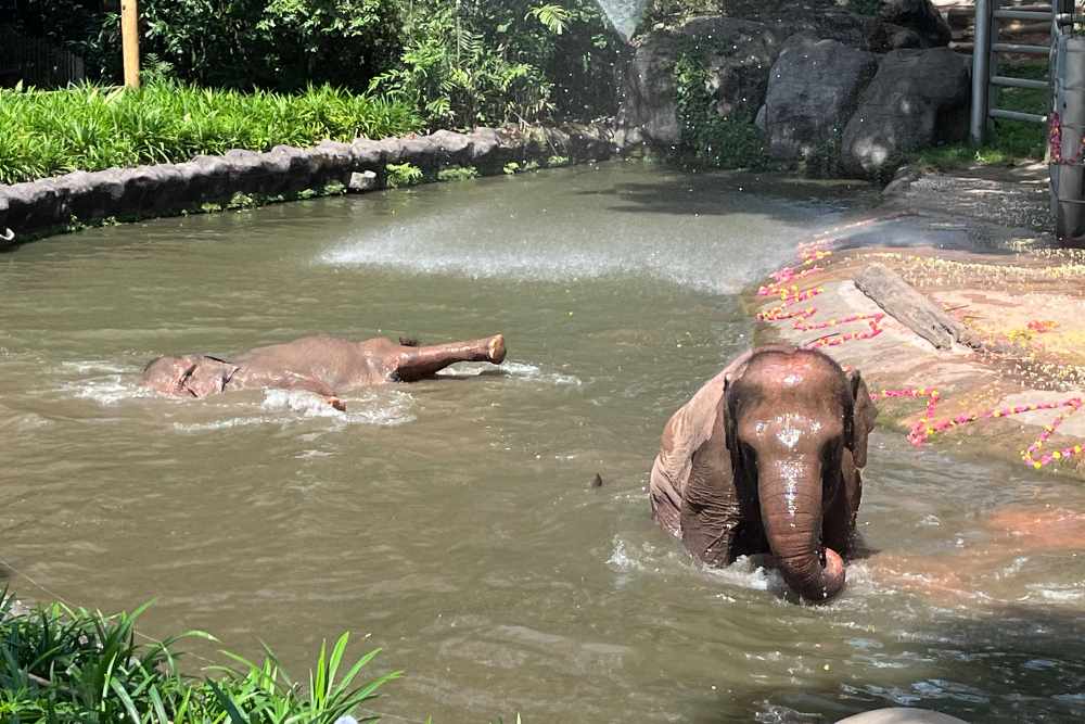 Pachyderm passion: She went from TV production to elephant care, Lifestyle News - AsiaOne